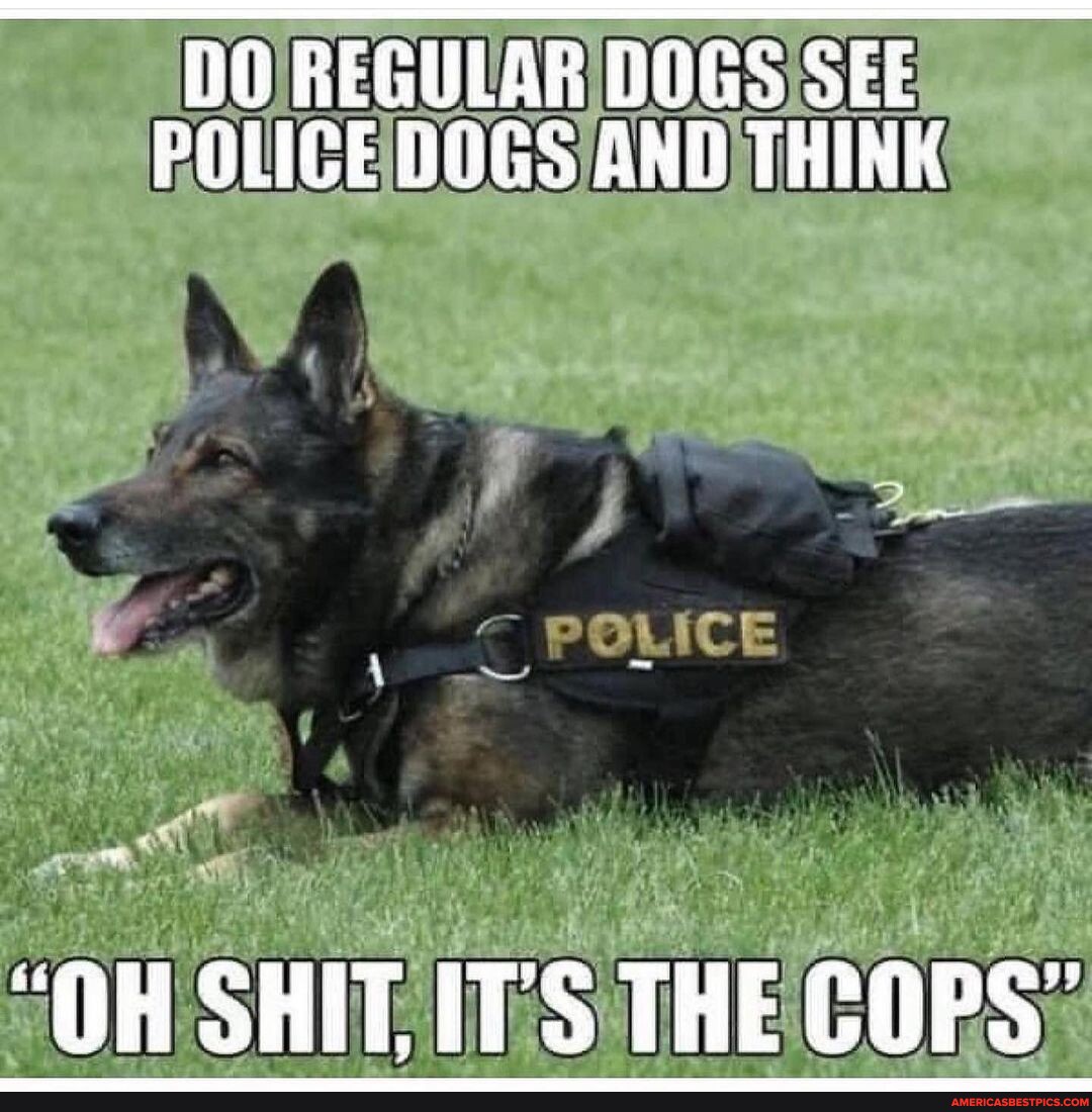 Service dog memes to keep paw & order.😂 - REGULAR DOGS SEE POLICE DOGS ...