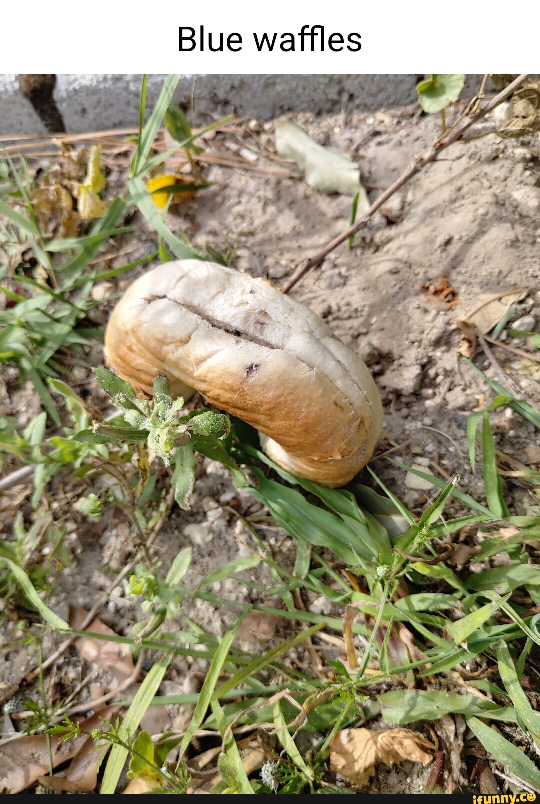 Waffles memes. Best Collection of funny Waffles pictures on iFunny