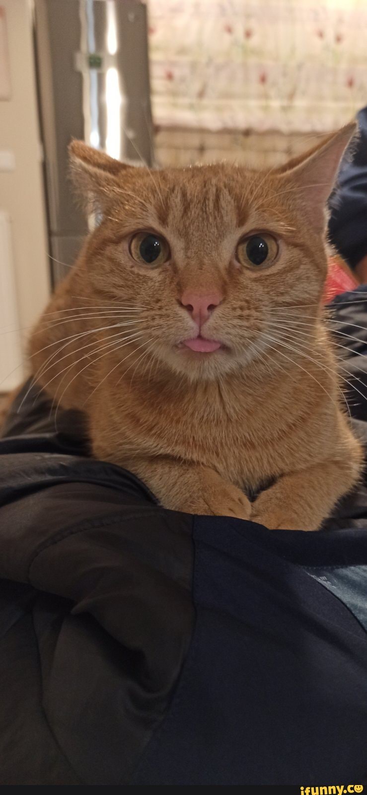 Hambo memes. Best Collection of funny Hambo pictures on iFunny