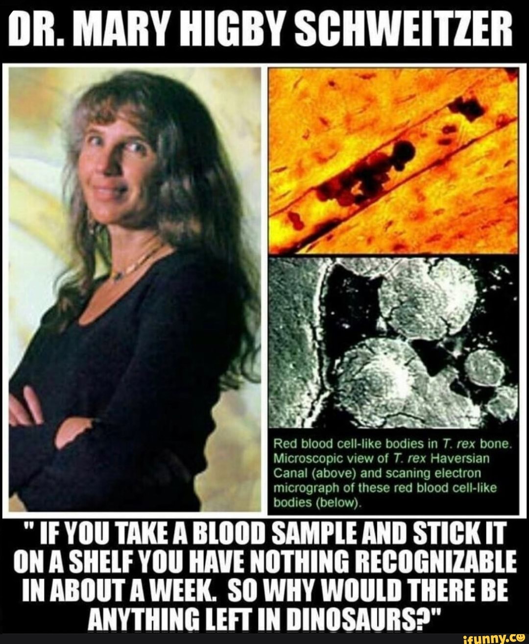 OR. MARY HIGBY SCHWEITZER Red blood cell-like bodies in T. rex bone ...