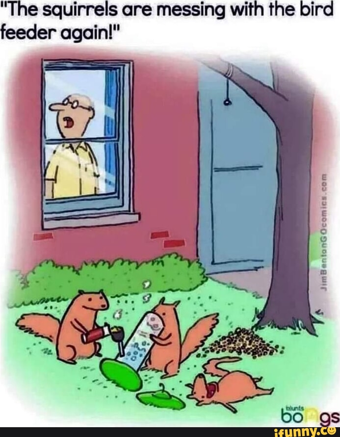 Bird_feeder memes. Best Collection of funny Bird_feeder pictures on iFunny