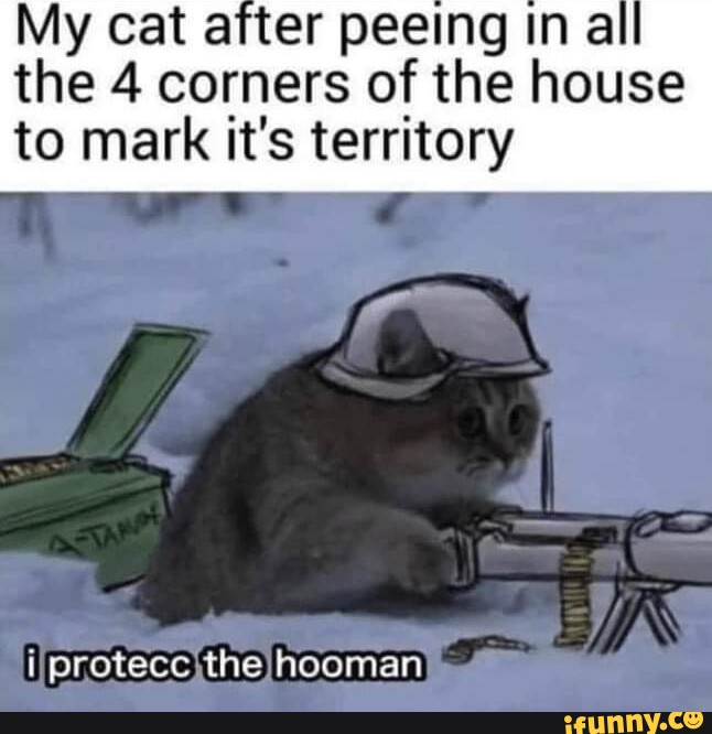 My cat after peeing ina the 4 corners of the house to mark it's ...