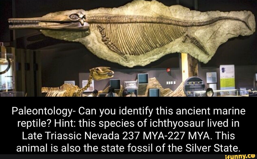 Ichthyosaur memes. Best Collection of funny Ichthyosaur pictures on iFunny