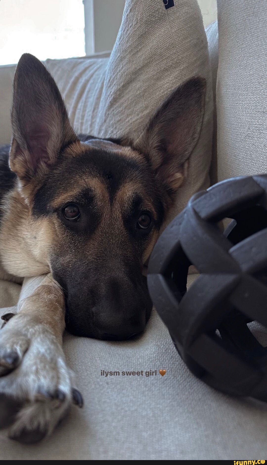 Ilysm memes. Best Collection of funny Ilysm pictures on iFunny