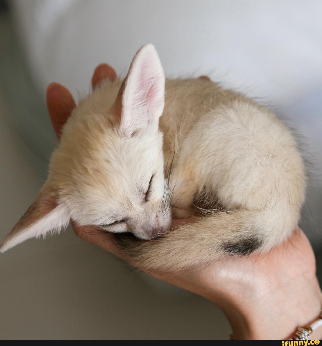 Fennecfox memes. Best Collection of funny Fennecfox pictures on iFunny