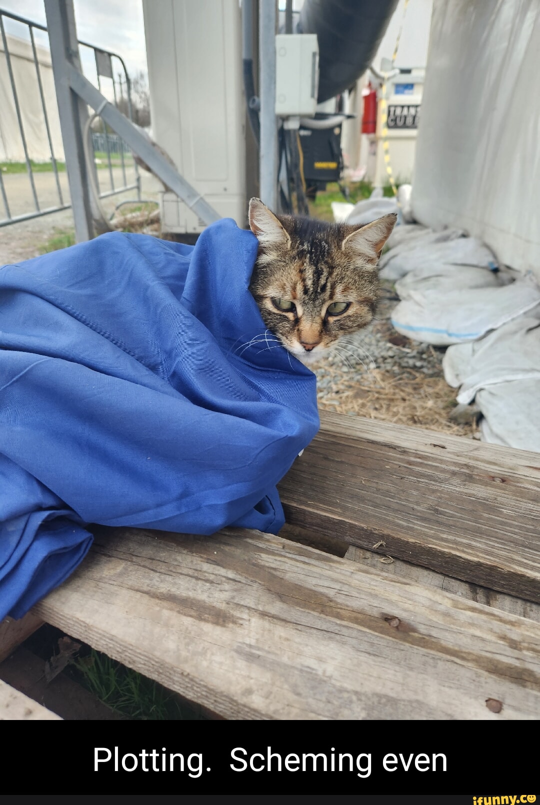 Scheming memes. Best Collection of funny Scheming pictures on iFunny