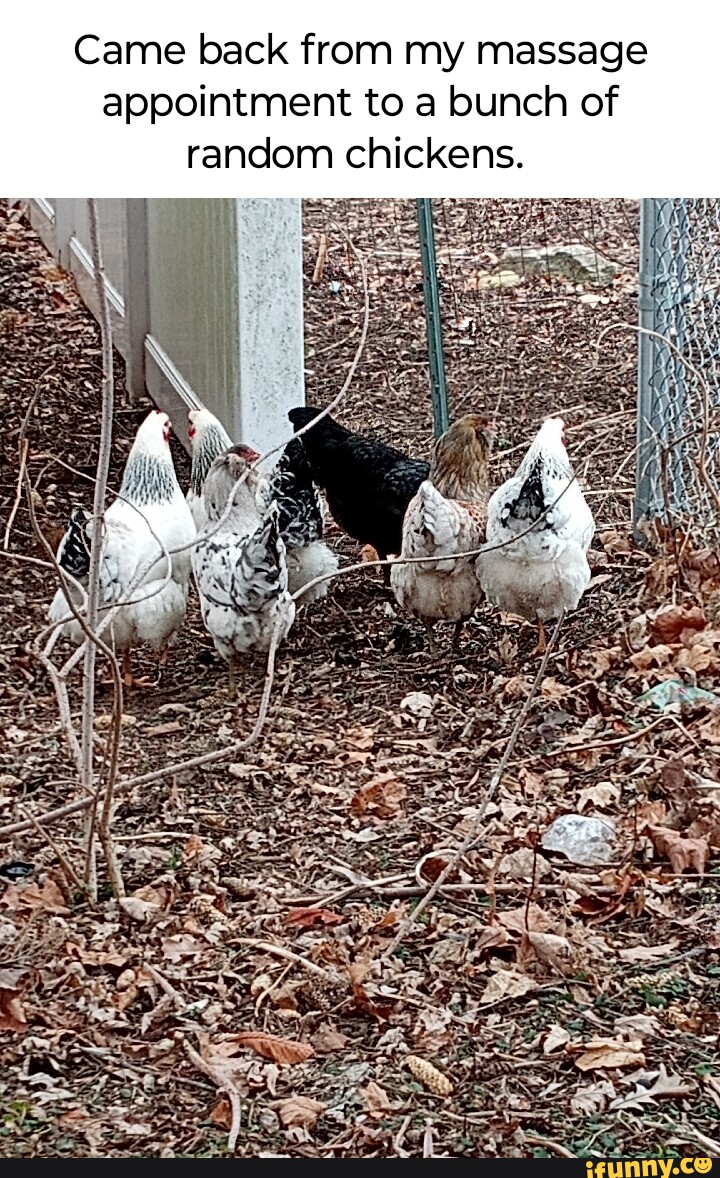 Came back from my massage appointment to a bunch of random chickens ...
