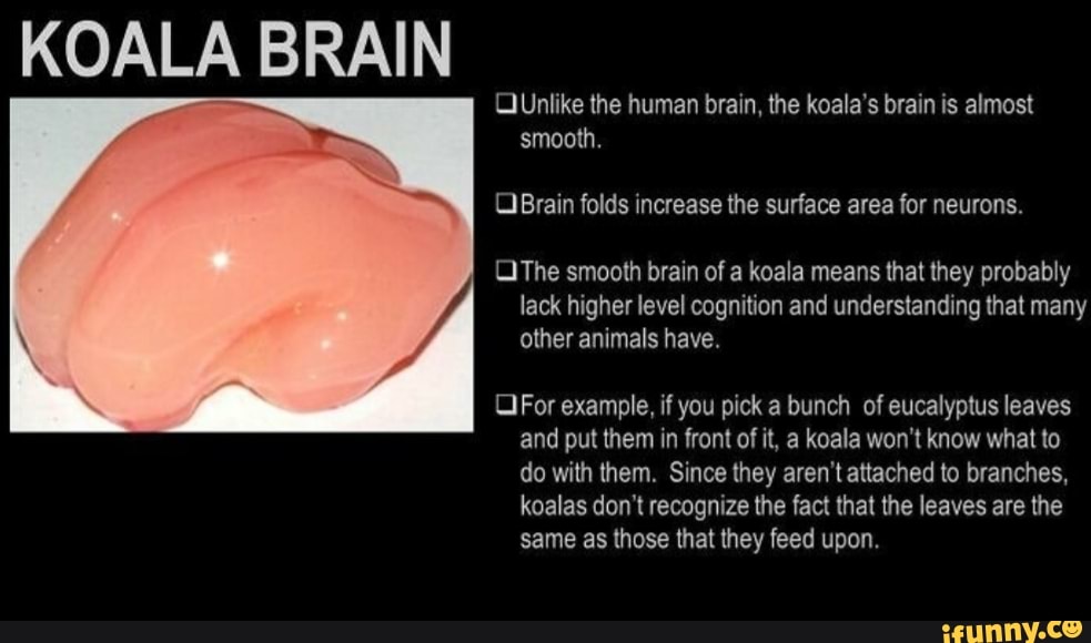 KOALA BRAIN the human brain, the koala's brain is almost smooth. OGrain ...