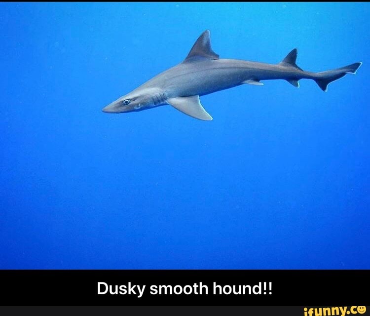 Dusky smooth hound!! - Dusky smooth hound!! - iFunny