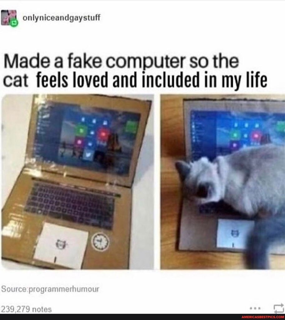 Onlyniceandgaystuff Made a fake computer so the cat feels loved and ...