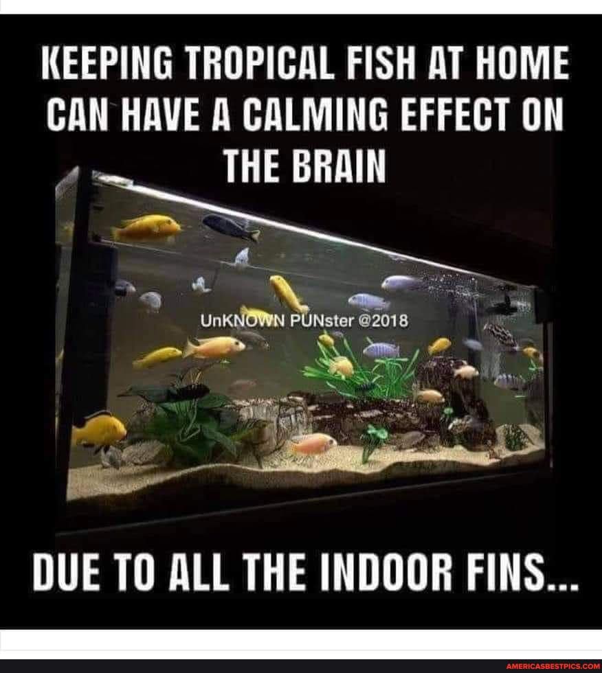 KEEPING TROPICAL FISH AT HOME CAN HAVE A CALMING EFFECT ON THE BRAIN ...