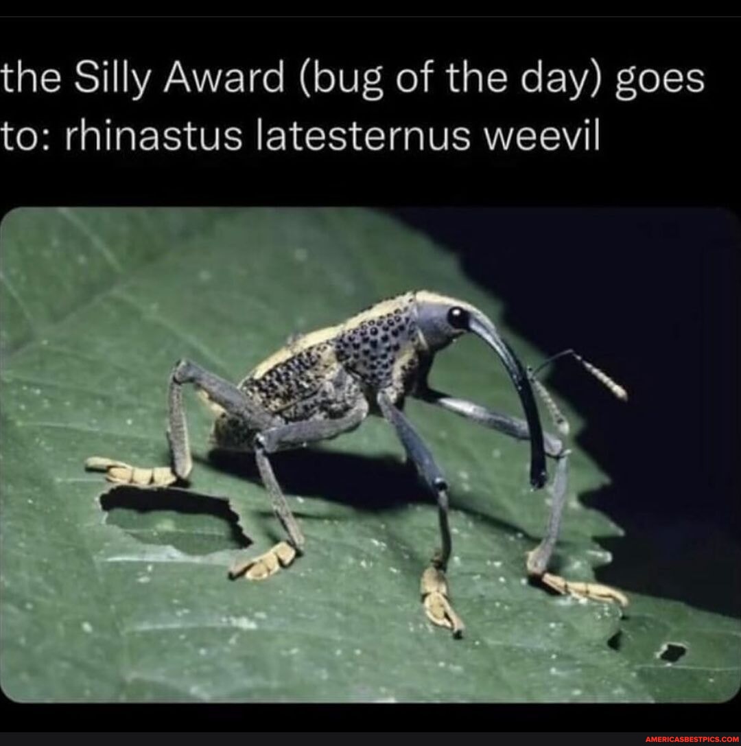 He sure is weeviling - the Silly Award (bug of the day) goes to ...