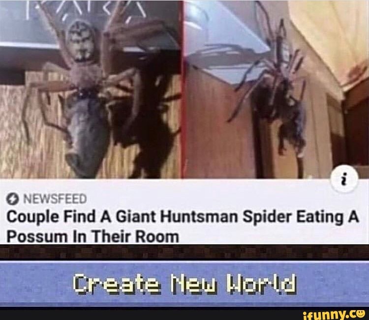 Counts Find A Giant Huntsman Spider Eating A Possum In Their Room - iFunny