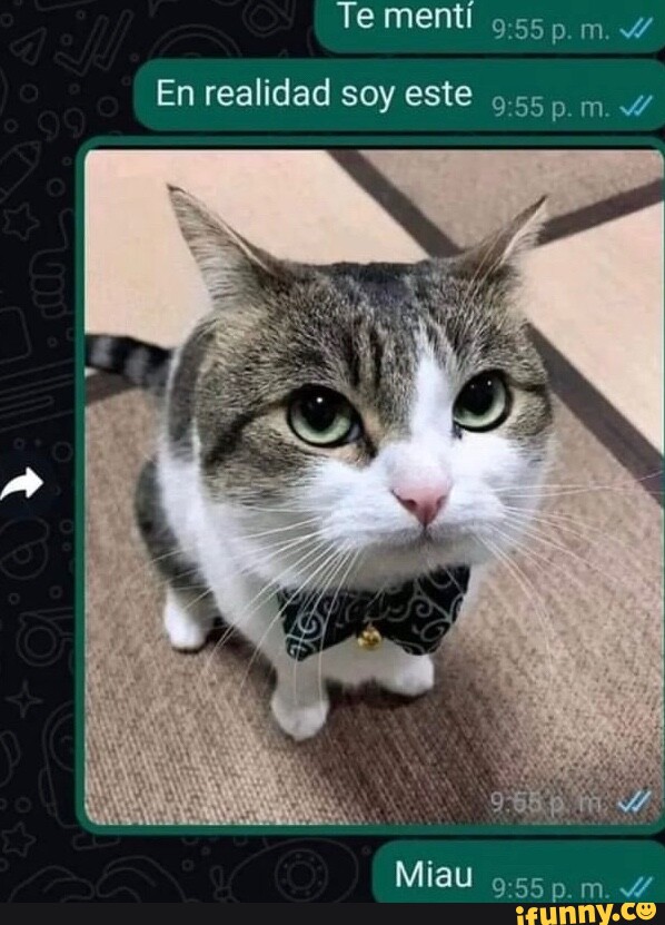 Miau memes. Best Collection of funny Miau pictures on iFunny