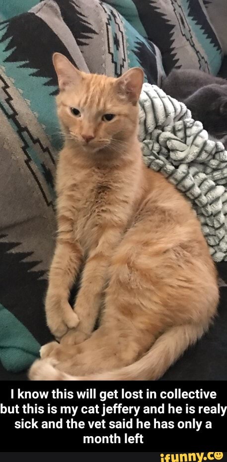Sick Cat Meme