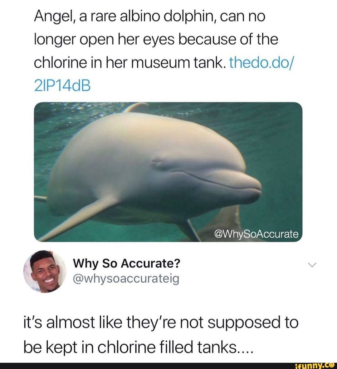 Angel, a rare albino dolphin, can no longer open her eyes because of ...