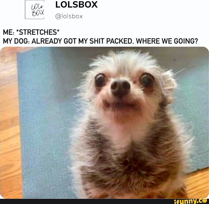Follow @lolsbox on Instagram #lolsbox - ME: *STRETCHES* MY DOG: ALREADY ...
