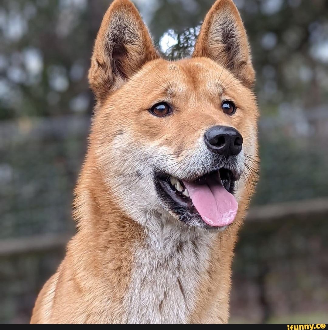 Dingos memes. Best Collection of funny Dingos pictures on iFunny