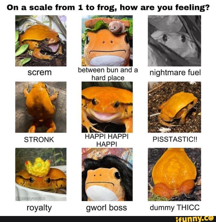 On a scale from 1 to frog, how are you feeling? screm aft between bun ...