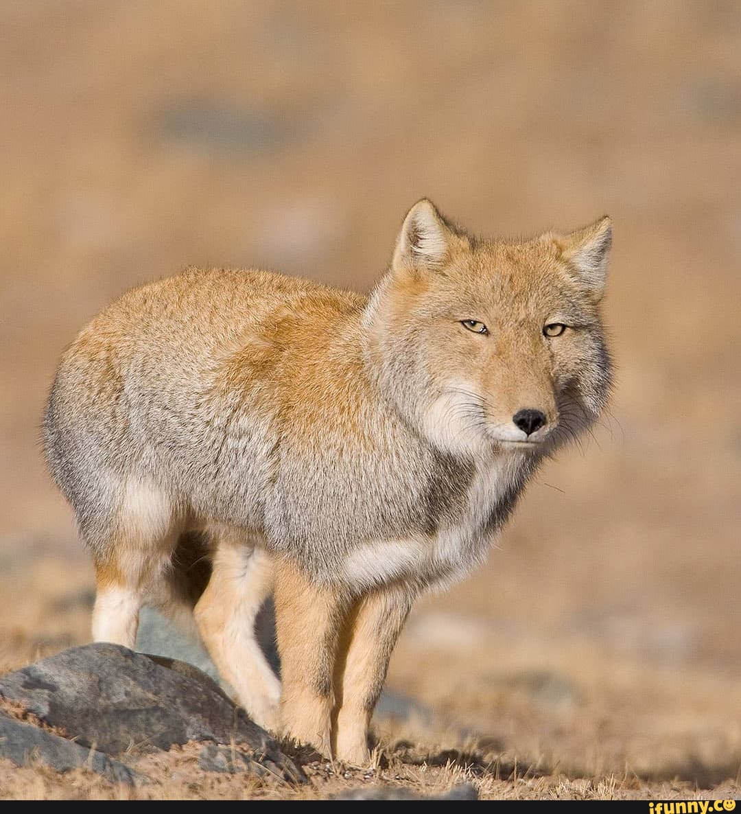 Tibetanfox memes. Best Collection of funny Tibetanfox pictures on iFunny