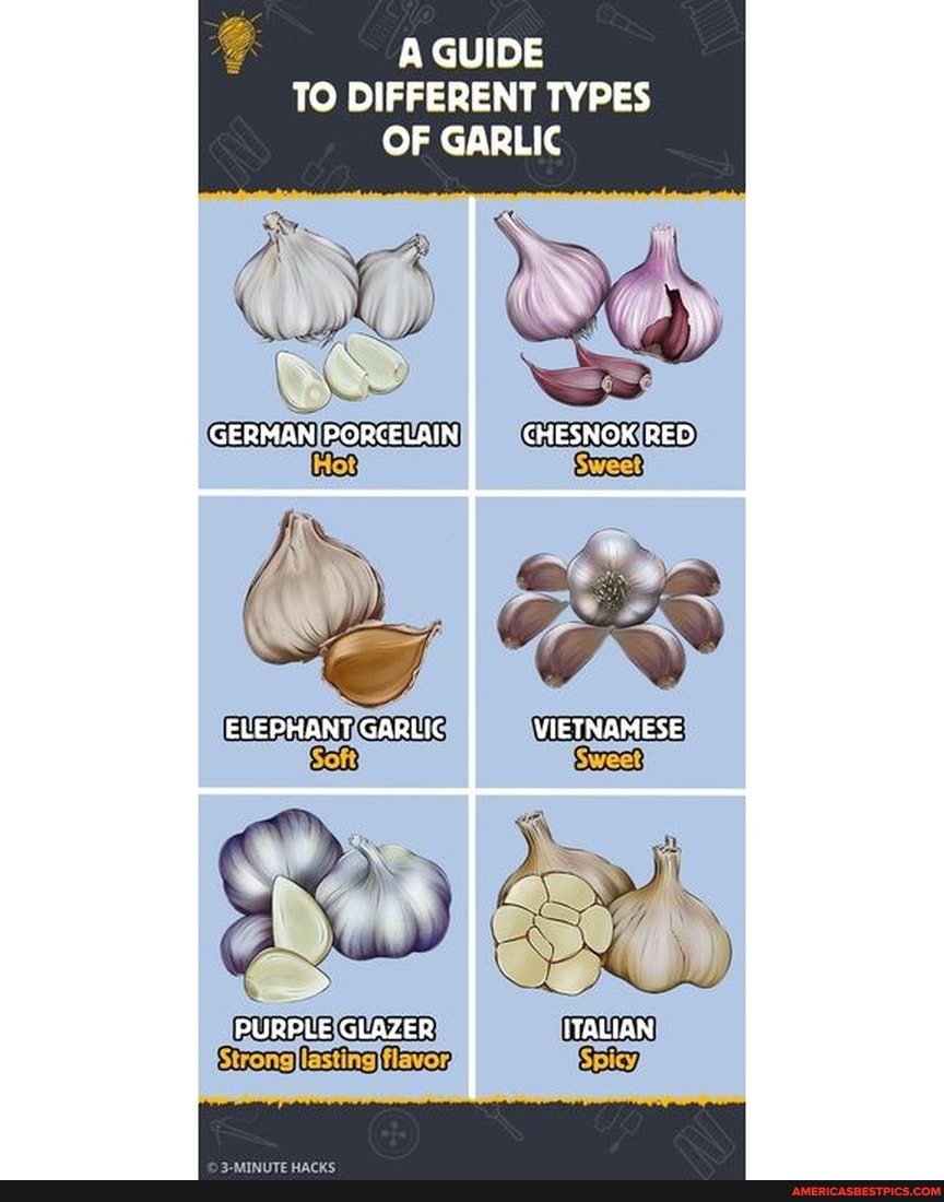 A GUIDE TO DIFFERENT TYPES OF GARLIC ab. SS GERMAN PORCELAIN CHESNOK ...