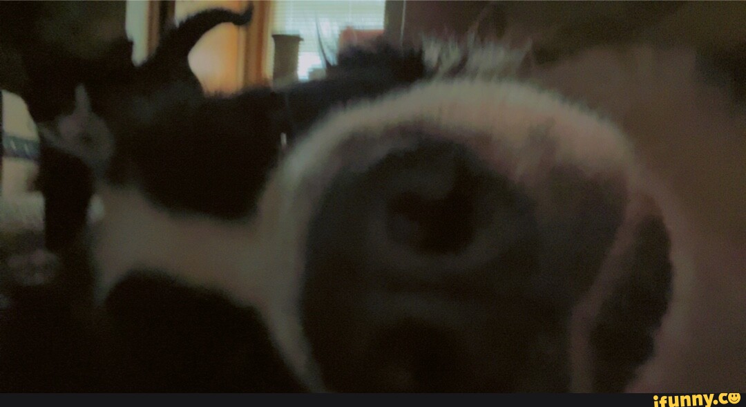 Snoot memes. Best Collection of funny Snoot pictures on iFunny