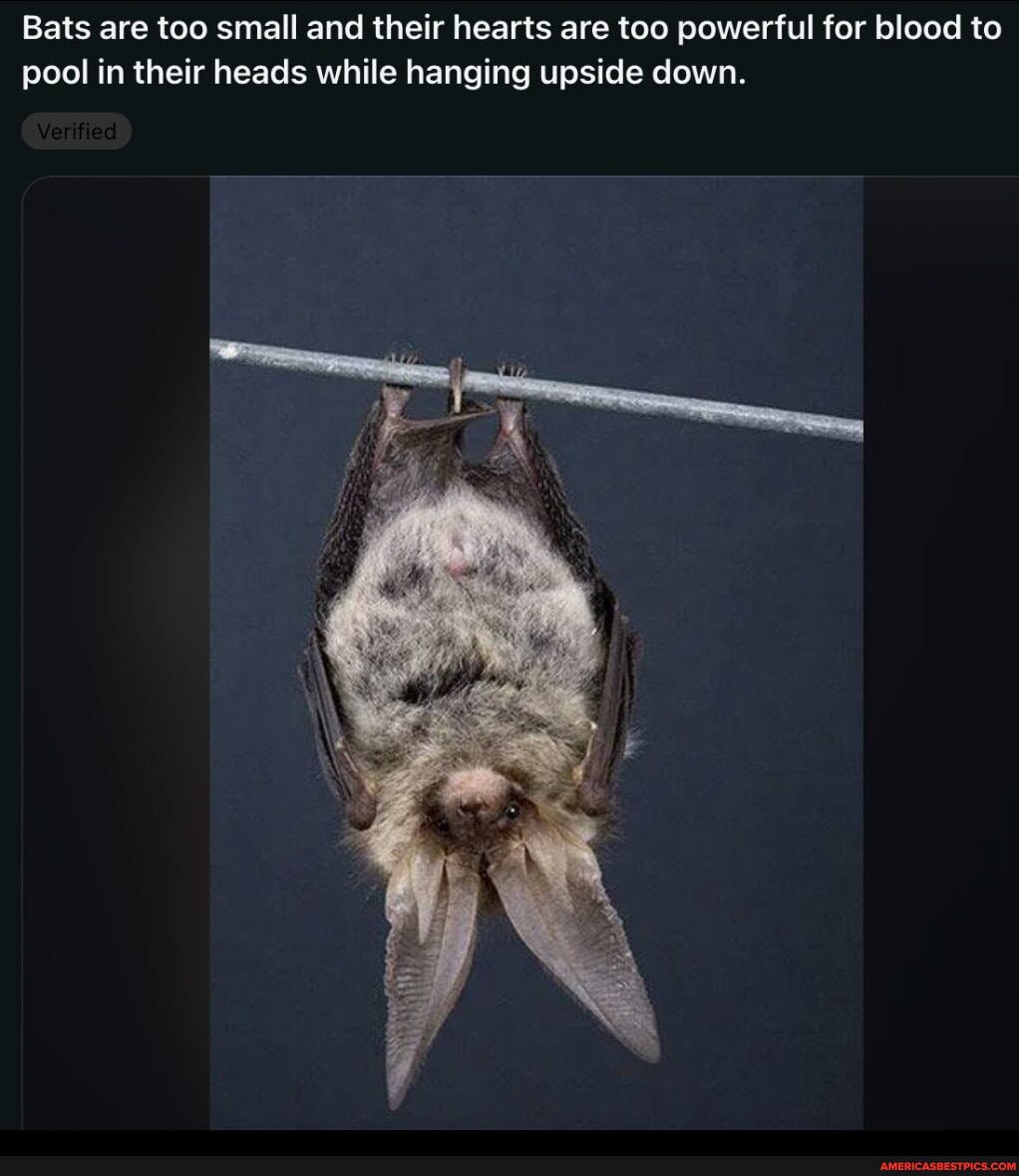 Bats are too small and their hearts are too powerful for blood to pool ...