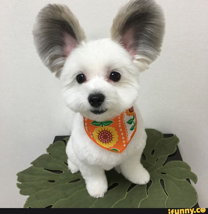 Goma, whose name means sesame in Japanese, is a cross between Maltese ...