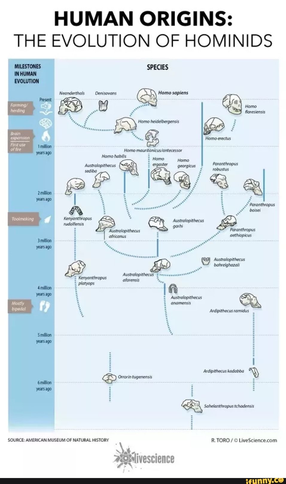 HUMAN ORIGINS: THE EVOLUTION OF HOMINIDS MILESTONES. SPECIES INHUMAN ...