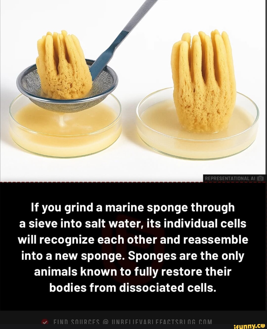 If you grind marine sponge through a sieve into salt water, its ...