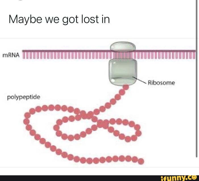 Polypeptide memes. Best Collection of funny Polypeptide pictures on iFunny