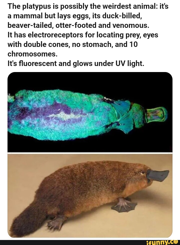 The platypus is possibly the weirdest animal: it's a mammal but lays ...