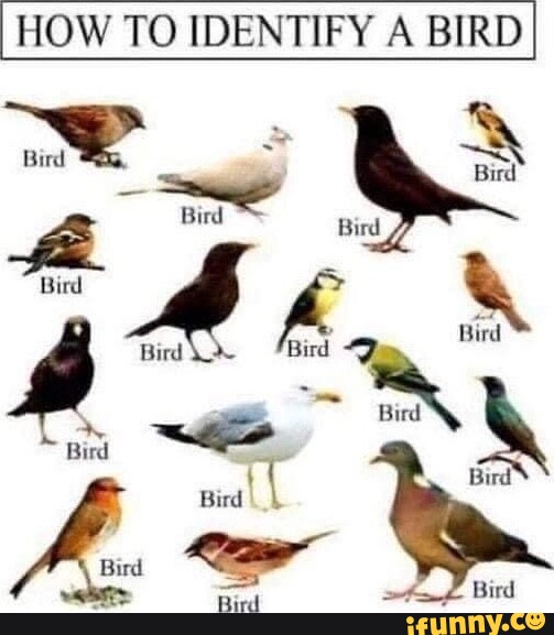 HOW TO IDENTIFY A BIRD Bird Bird Bird Bird Bird Bird Bird Bird Bird ...