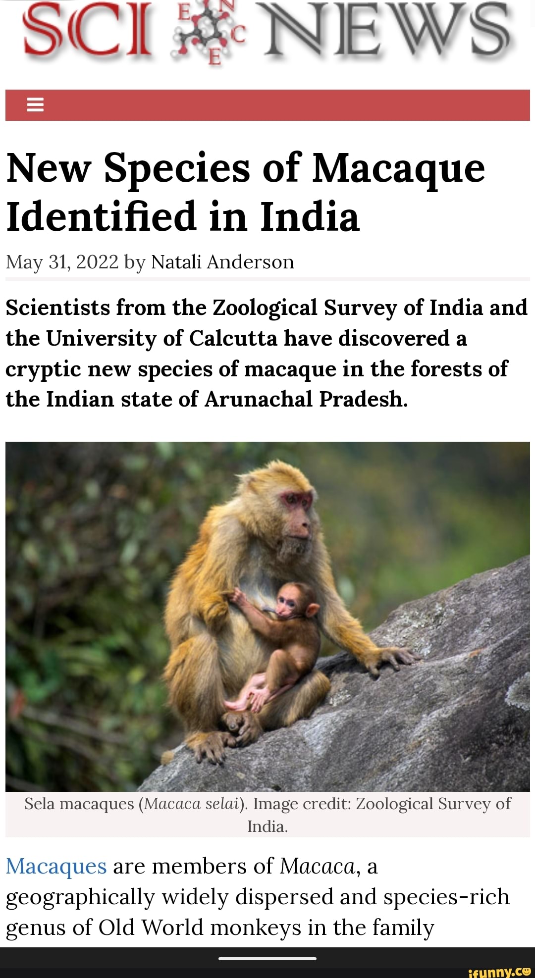 SCI me NEWS New Species of Macaque Identified in India May 31, 2022 by ...