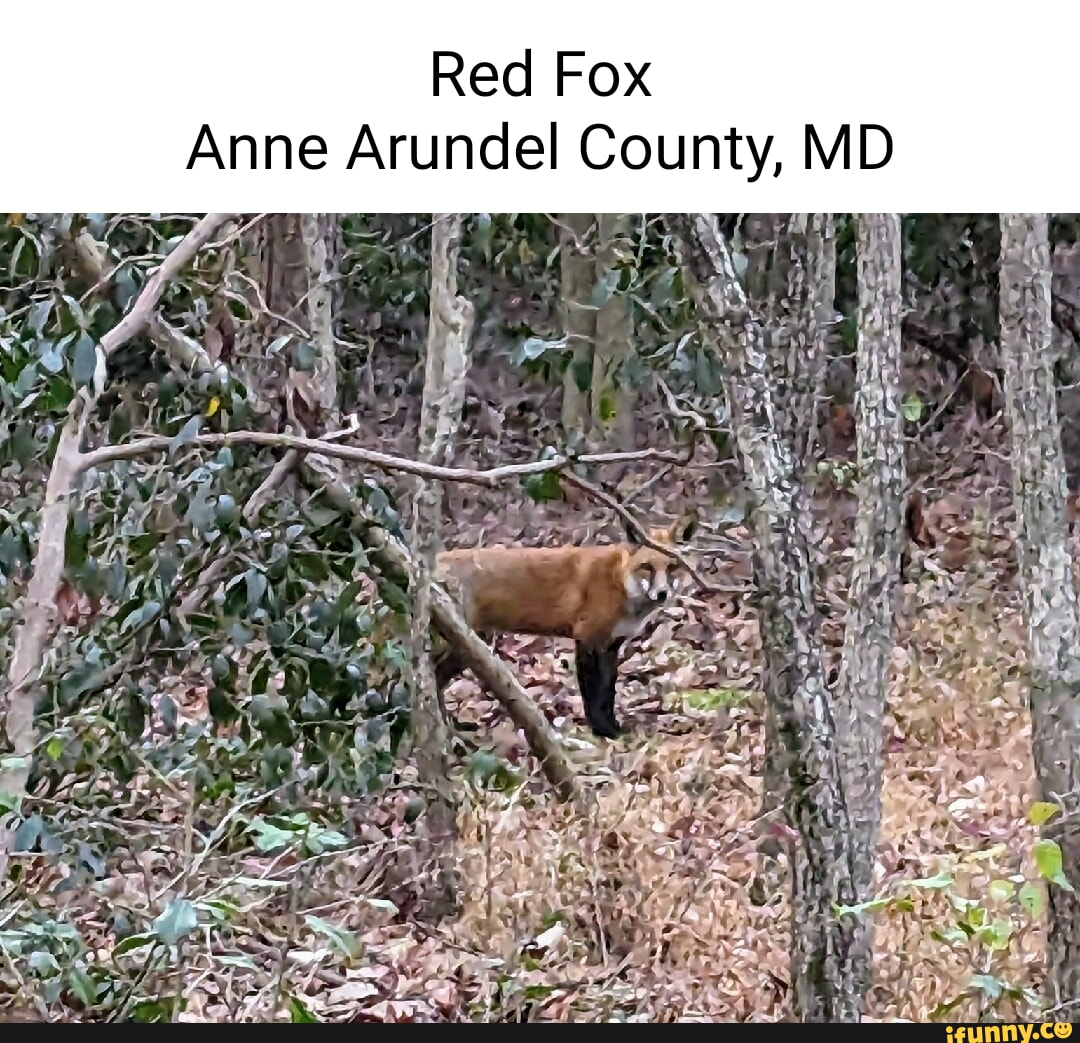Foxxo memes. Best Collection of funny Foxxo pictures on iFunny