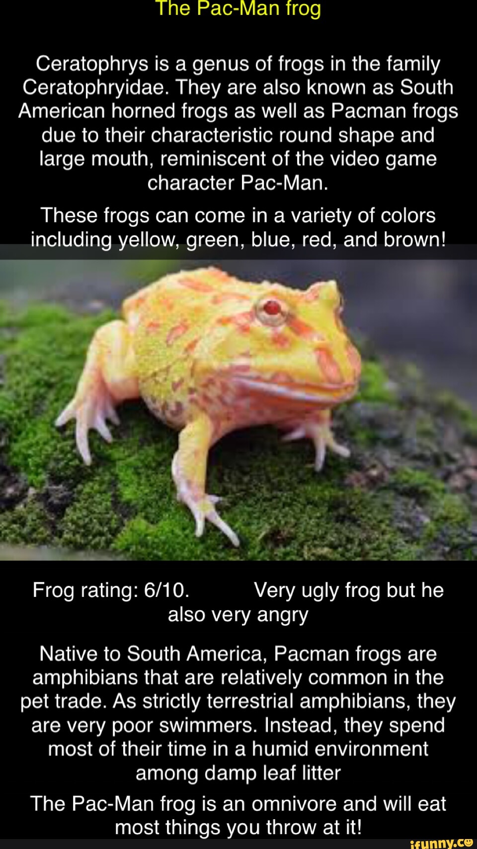The Pac-Man trog Ceratophrys is a genus of frogs in the family ...