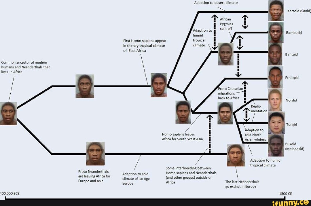 Adaption to desert climate Karroid (Sanid) African Pygmies split off ...