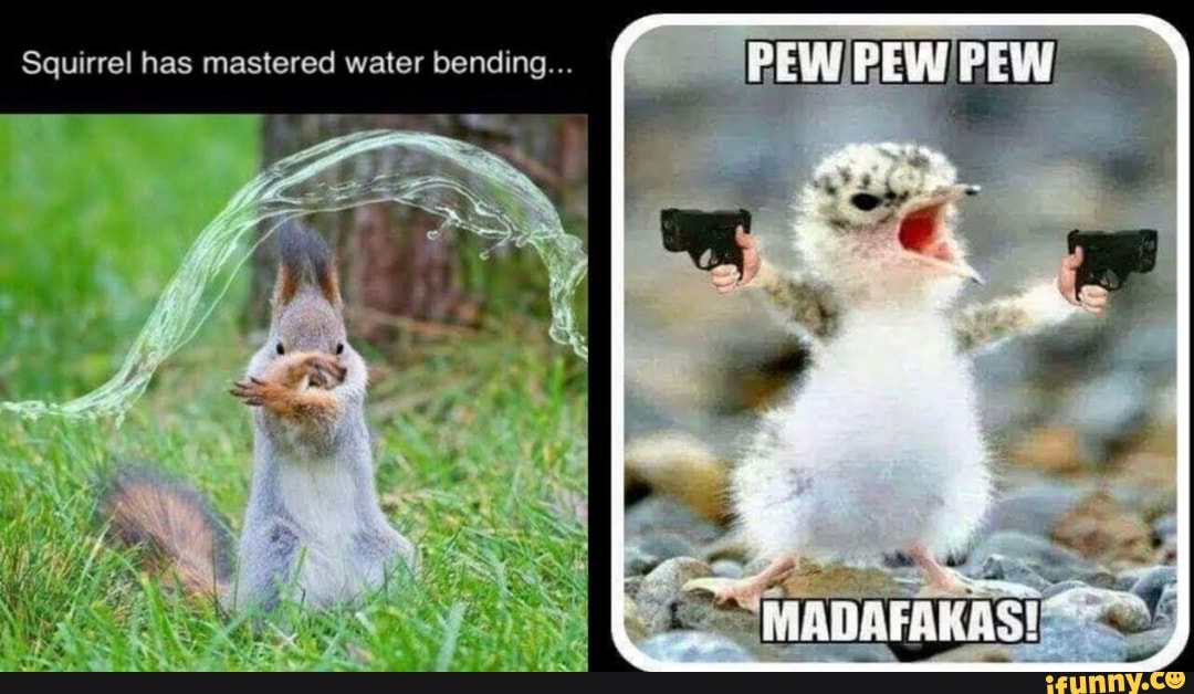 Squirrel has maslered water bending... - iFunny