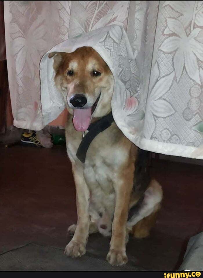 English_foxhound memes. Best Collection of funny English_foxhound ...