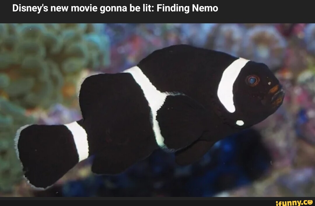 Black Finding Nemo Memes The Best Finding Nemo Memes :) Memedroid