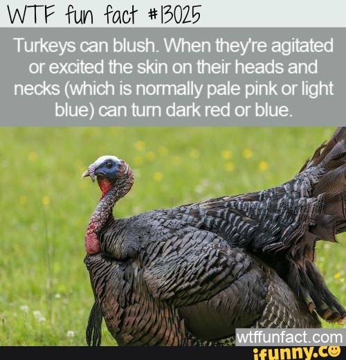 Necks memes. Best Collection of funny Necks pictures on iFunny