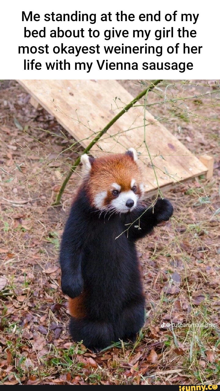 Weinering memes. Best Collection of funny Weinering pictures on iFunny