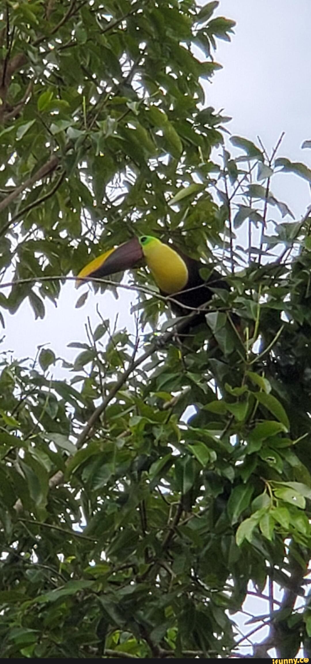 Tucan memes. Best Collection of funny Tucan pictures on iFunny