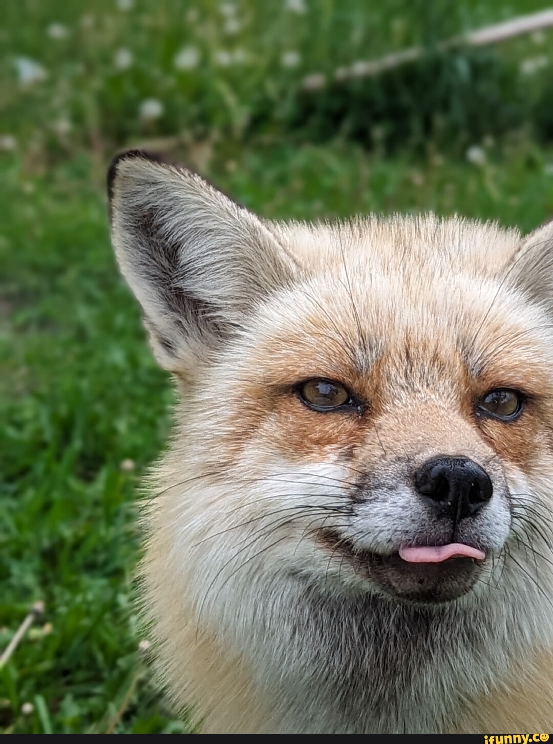 Tfm_pan memes. Best Collection of funny Tfm_pan pictures on iFunny