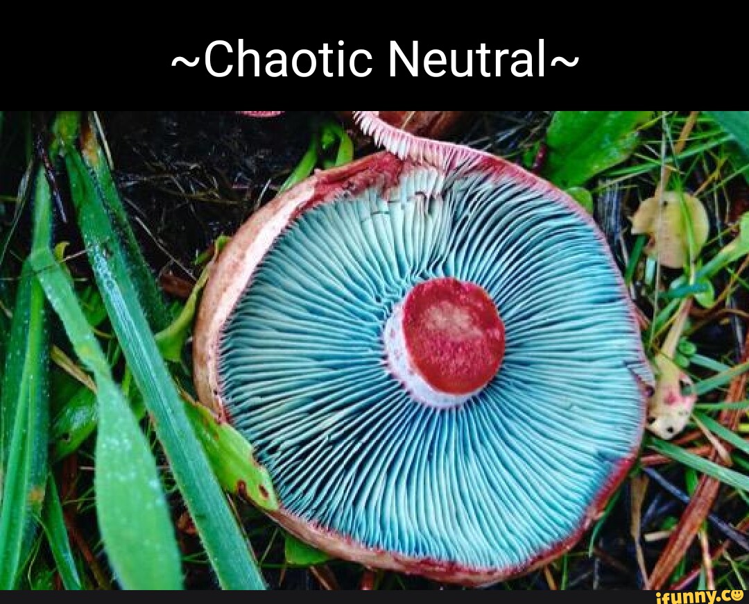 ~Chaotic Neutral~ - iFunny