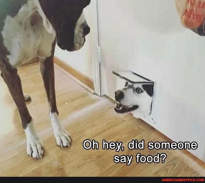 Ch hey, did someone say food? - America’s best pics and videos