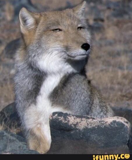 Tibetanfox memes. Best Collection of funny Tibetanfox pictures on iFunny