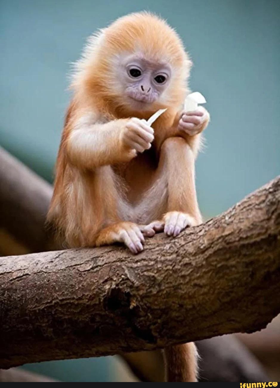 Tamarin memes. Best Collection of funny Tamarin pictures on iFunny