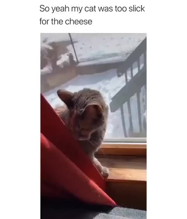 So yeah my cat was too slick for the cheese - iFunny :)