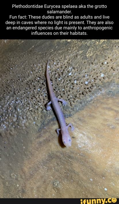 Plethodontidae Eurycea spelaea aka the grotto salamander. Fun fact ...